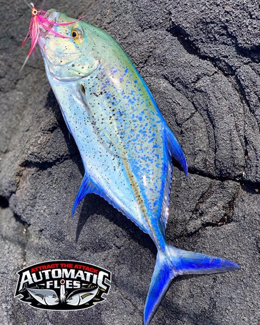 Tropical Shoreline Mix with Automatic Flies' Fly Box